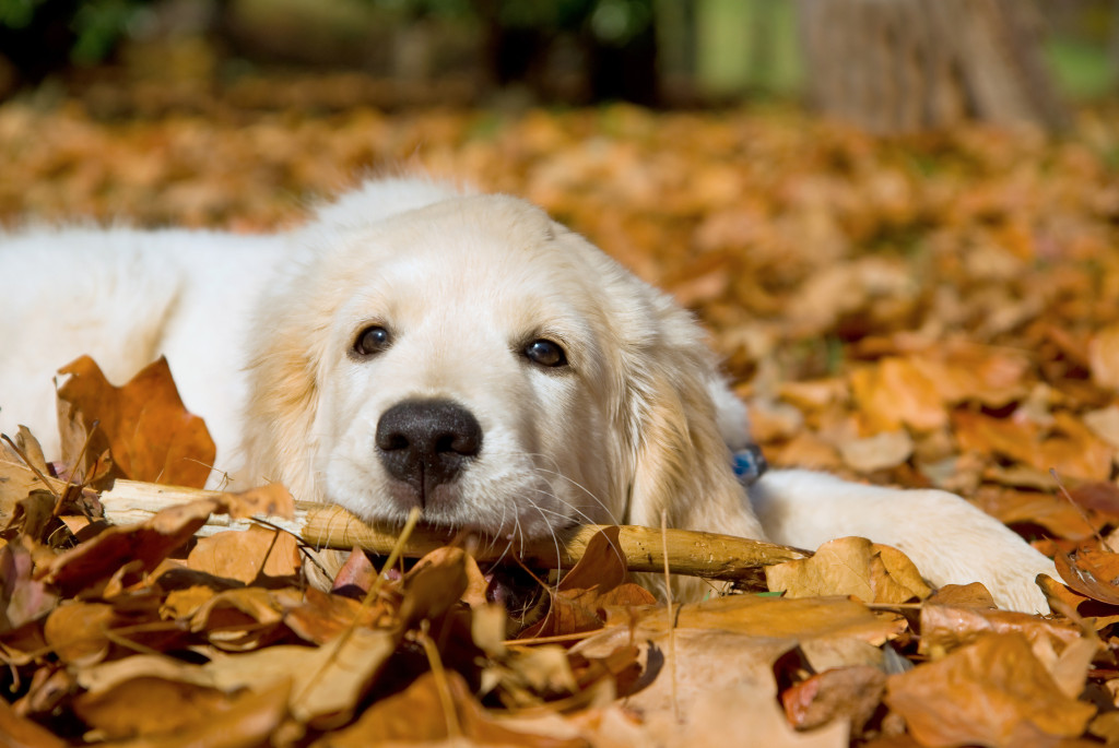 GR Golden Retriever puppy lying in Autumn Fall leaves - nvh